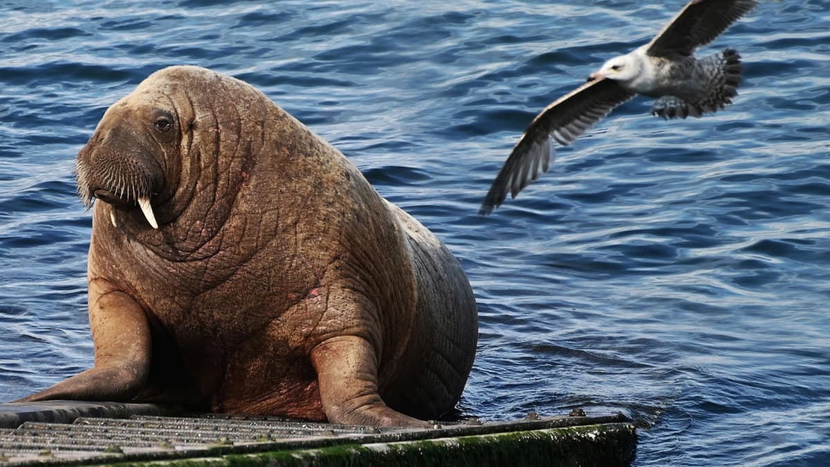 WATCH: Looking back 3 years on from 'Wally the walrus' arriving in Tenby | tenby-today.co.uk
